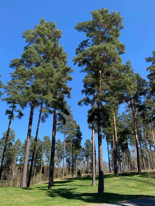 Tall-furu :: Slojdkatten